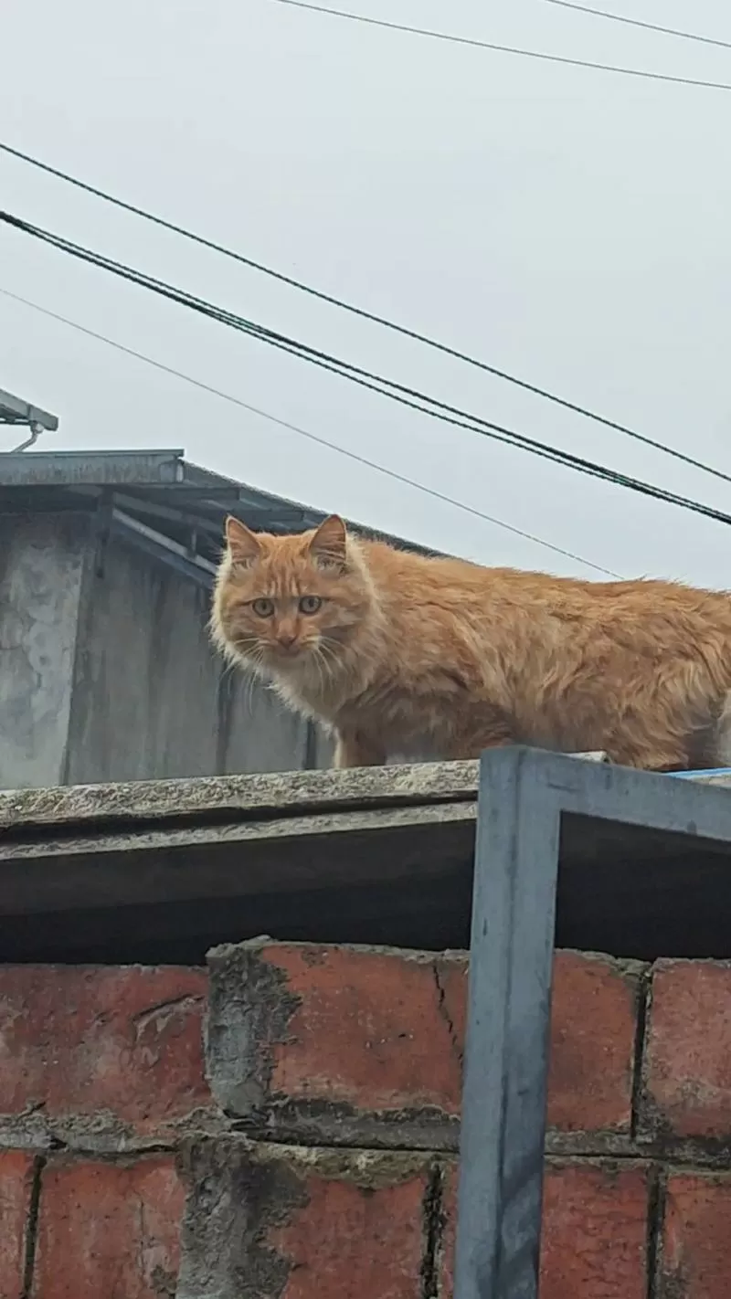 小橘猫是土猫吗截图