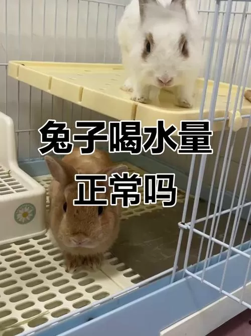 兔子每天喝多少水图标