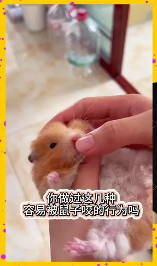 金丝熊什么情况下会咬人图标