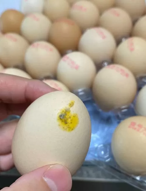 鸡蛋表面长了白霉怎么处理图标