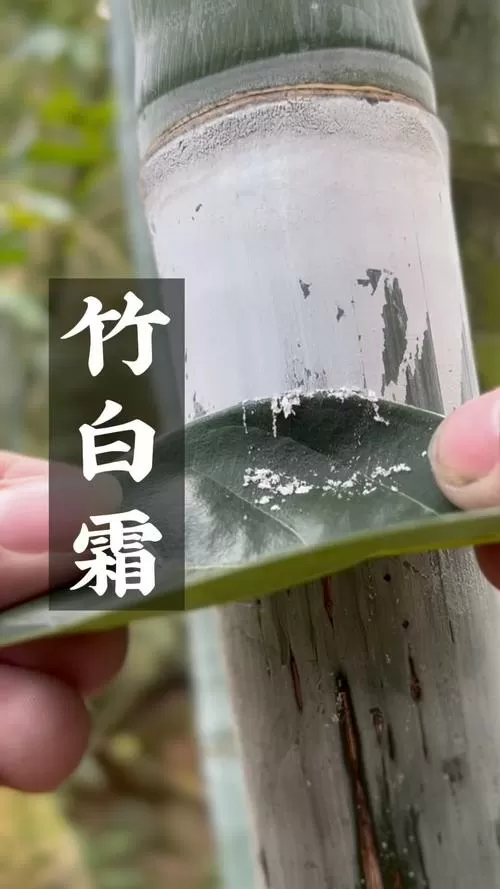 竹白霜可以泡水喝吗图标