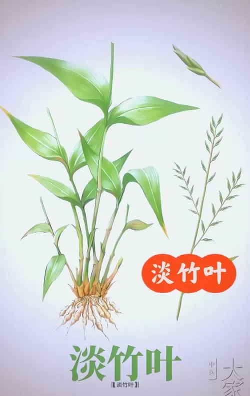 淡竹叶百科截图
