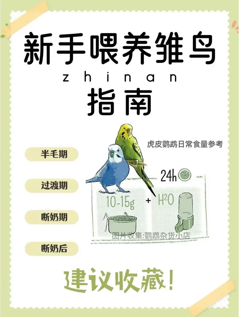 雏鸟怎么喂养方法图标