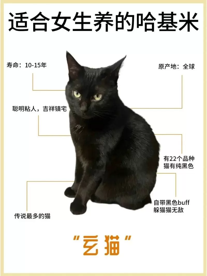 玄猫怎么看品相图标