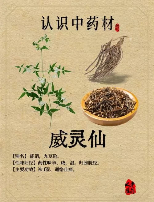 威灵仙草药有什么用途和功效截图