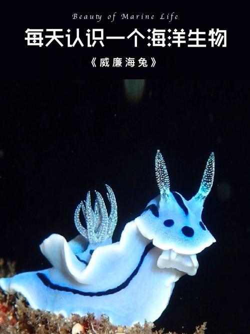 海兔的照片截图