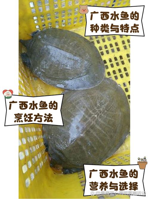 广西水鱼