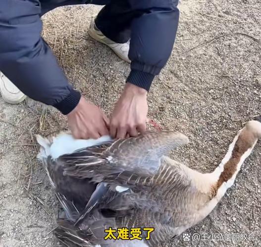 青鹅视频