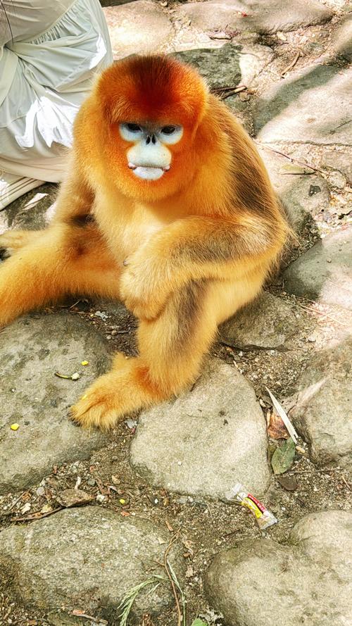 金丝猴娱乐
