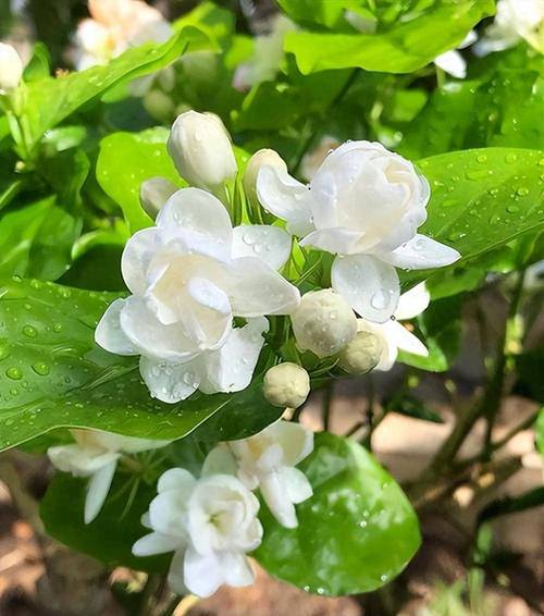 莉花视频