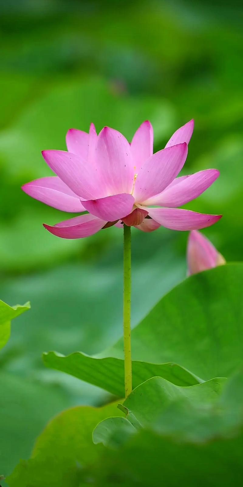 荷花网