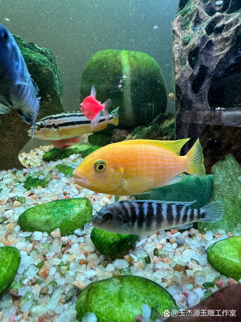 爆赚水族馆狂牛工作室