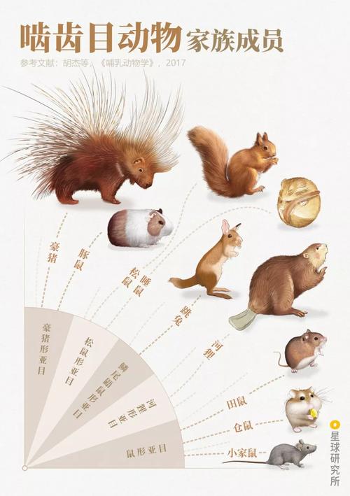豪猪网转发赚钱图标