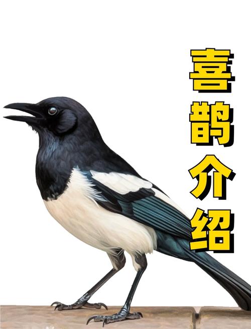 喜鹊短视频1.0.2截图