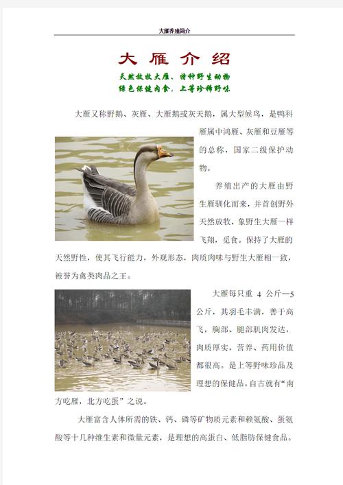 大雁资讯