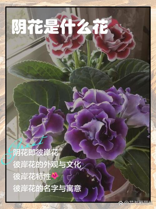 阴花视频