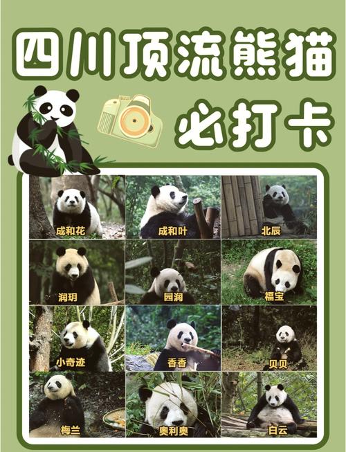 熊猫起名