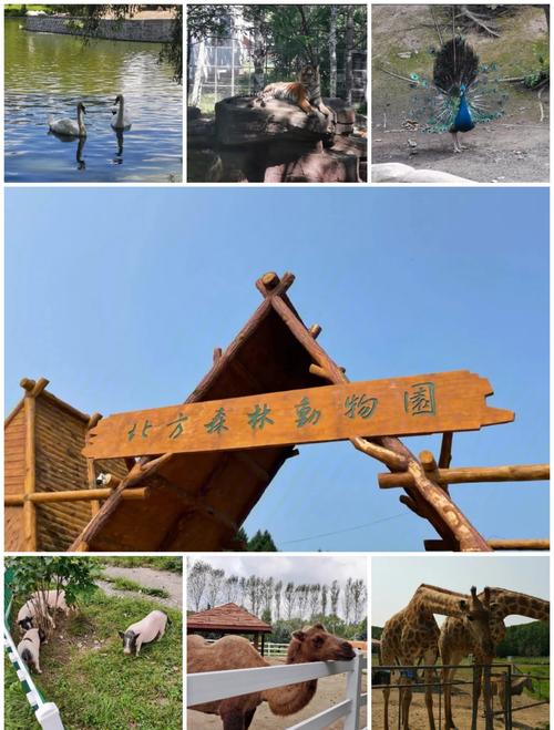 森林乐园红包版图标