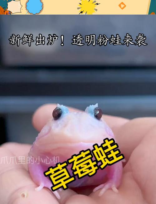 粉蛙赚图标