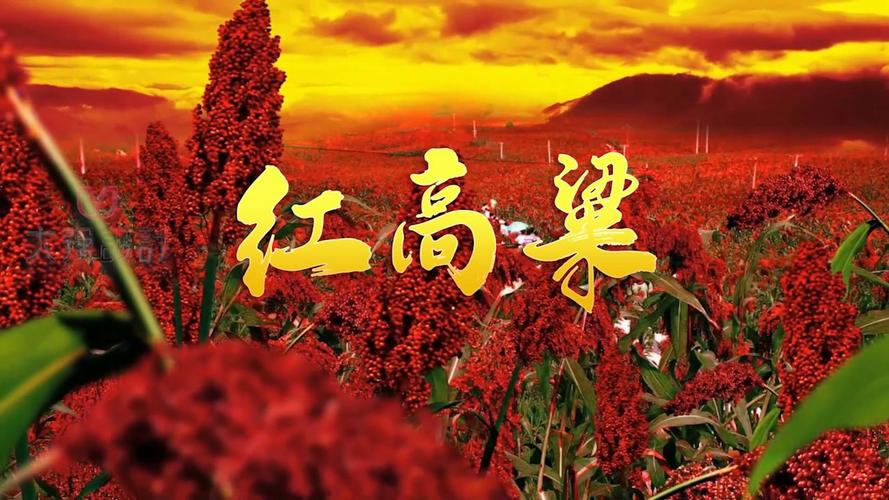 红高粱直播平台截图