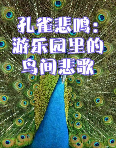 孔雀乐园安卓版图标