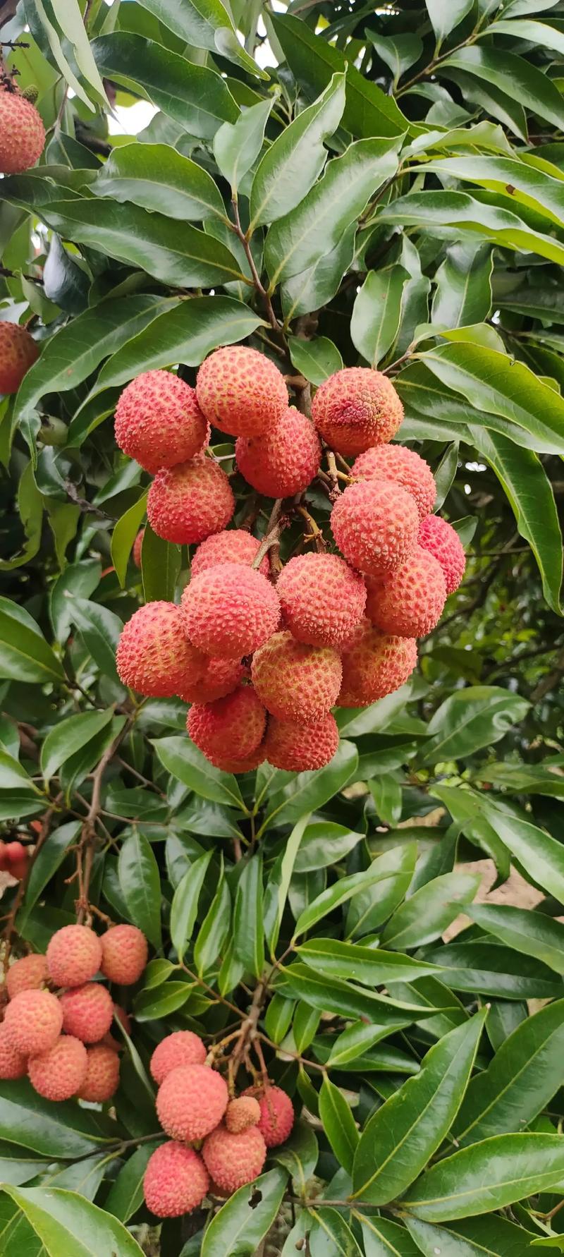荔枝