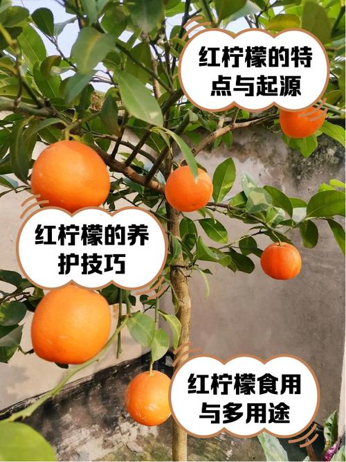 红柠檬转发