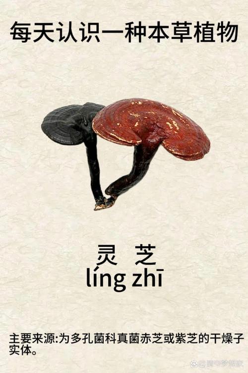 灵芝转灵芝赚图标