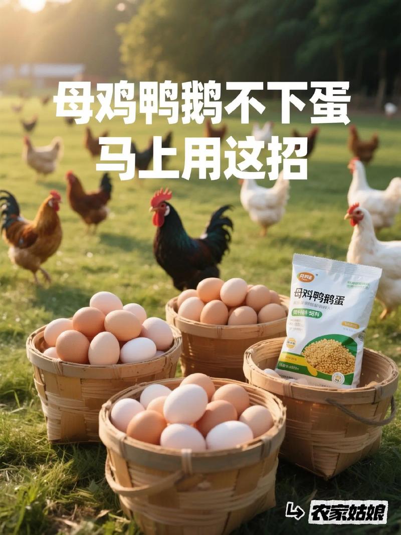 蛋多多养鸡