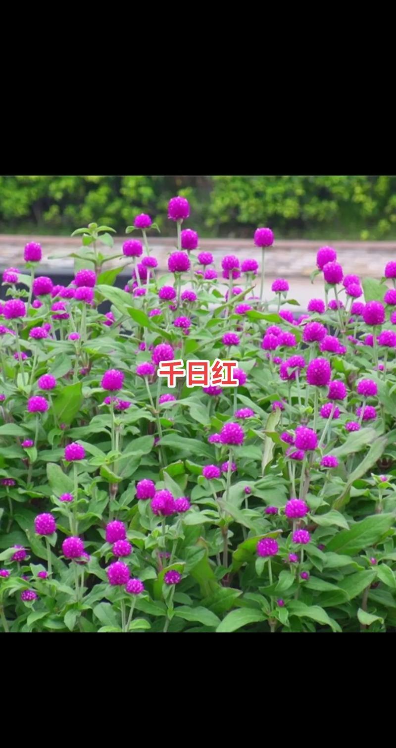 千日红截图