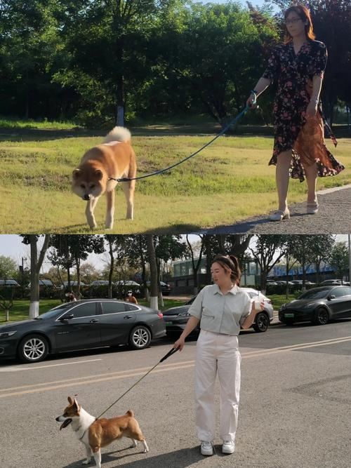 全民遛狗手机版
