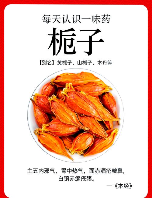 栀子文学小说手机图标
