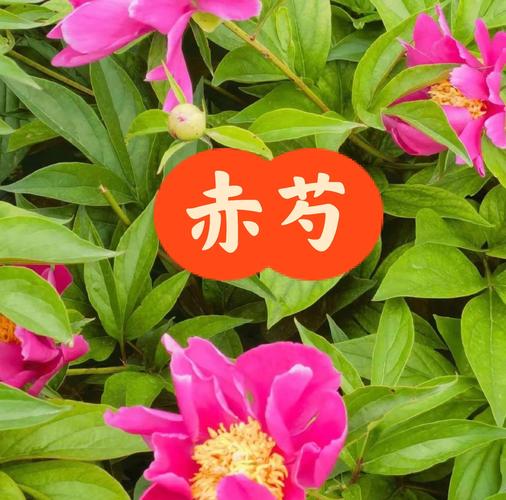 赤芍文学大全