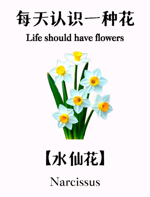 水仙转发赚钱转发图标