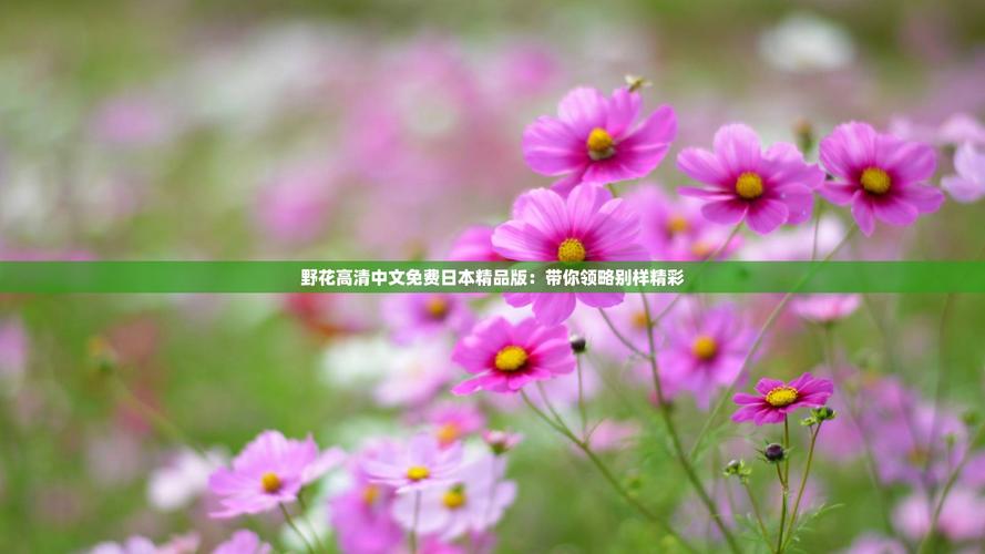 野花论坛高清中文