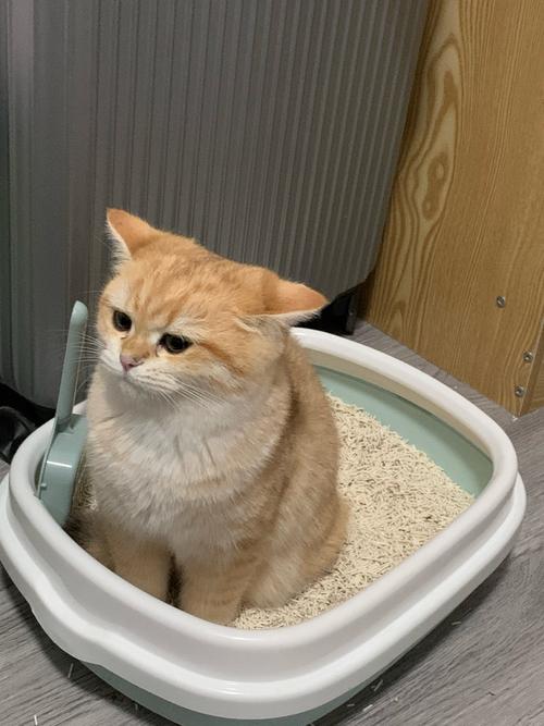 粑粑猫猫