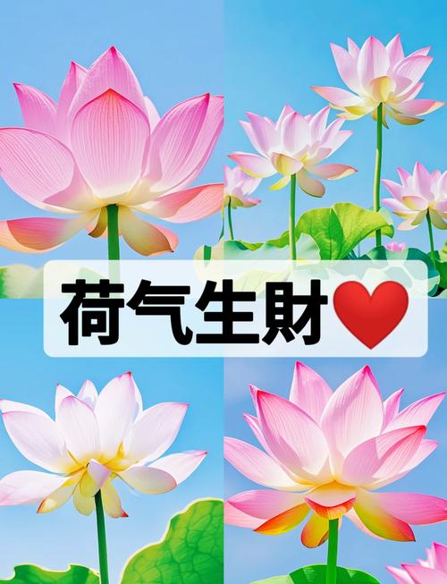 荷花转赚钱转发文