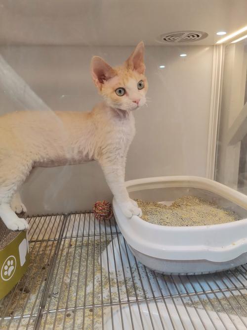 帮友宠物猫最新安