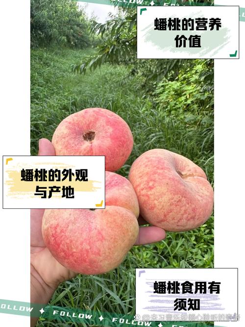 蟠桃小视频转发挣