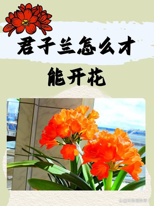 君子兰转发文章赚截图