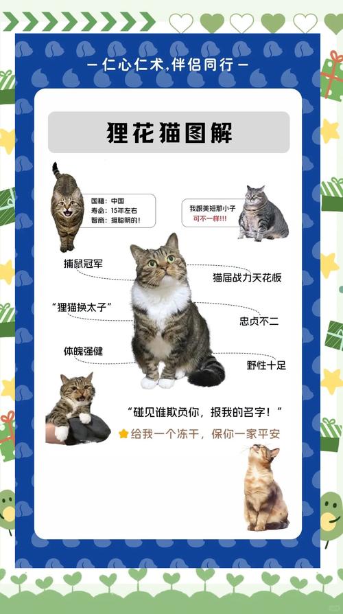 优赏猫