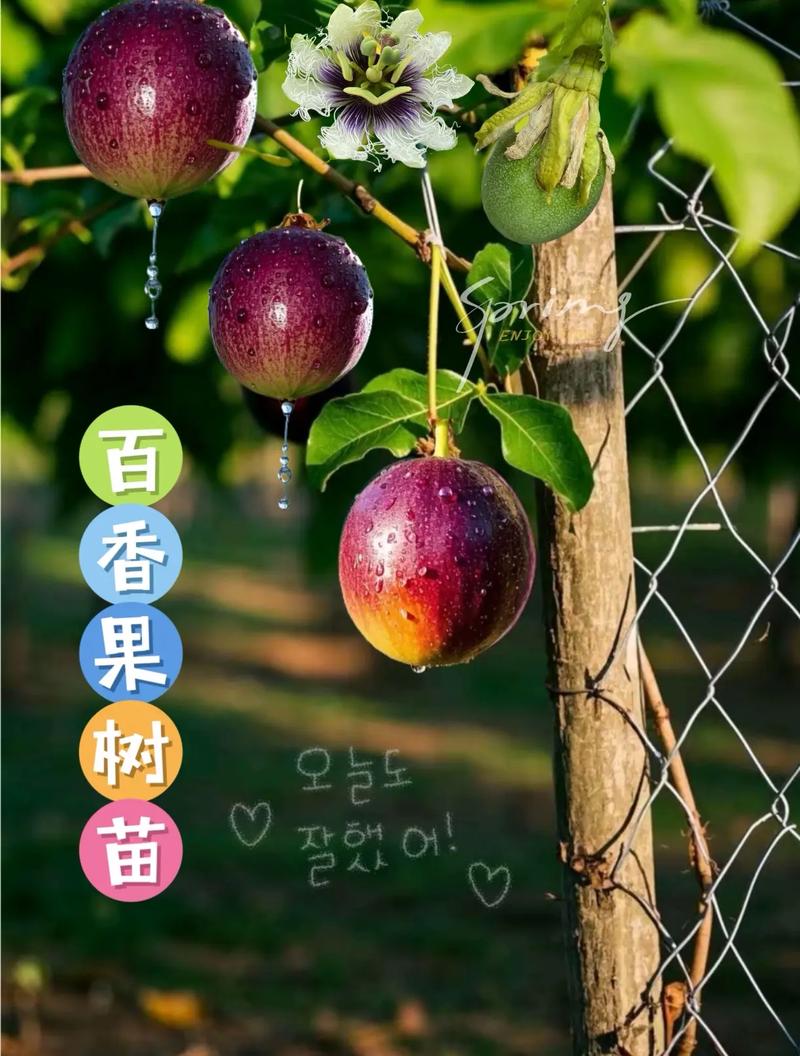 百香果网转发赚钱