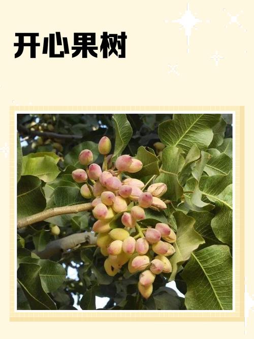 开心果树手机种树截图