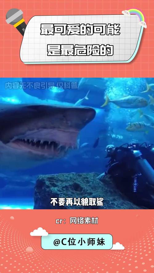 虎鲨快赚手机版