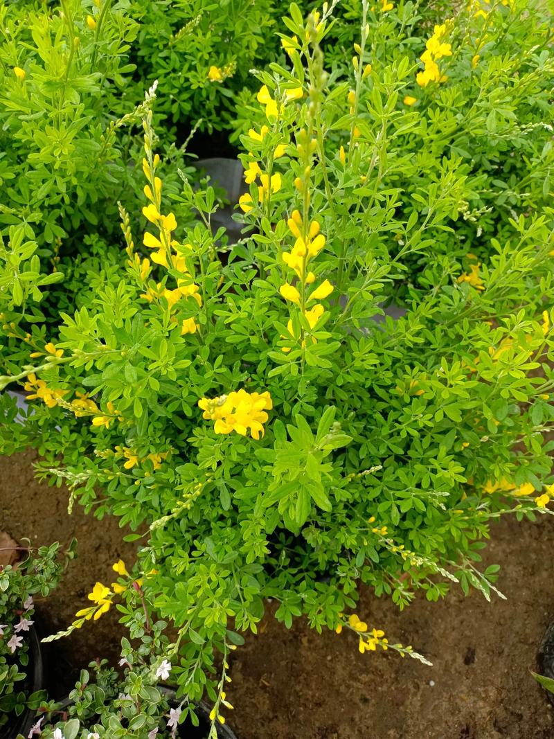 金雀花红包版截图