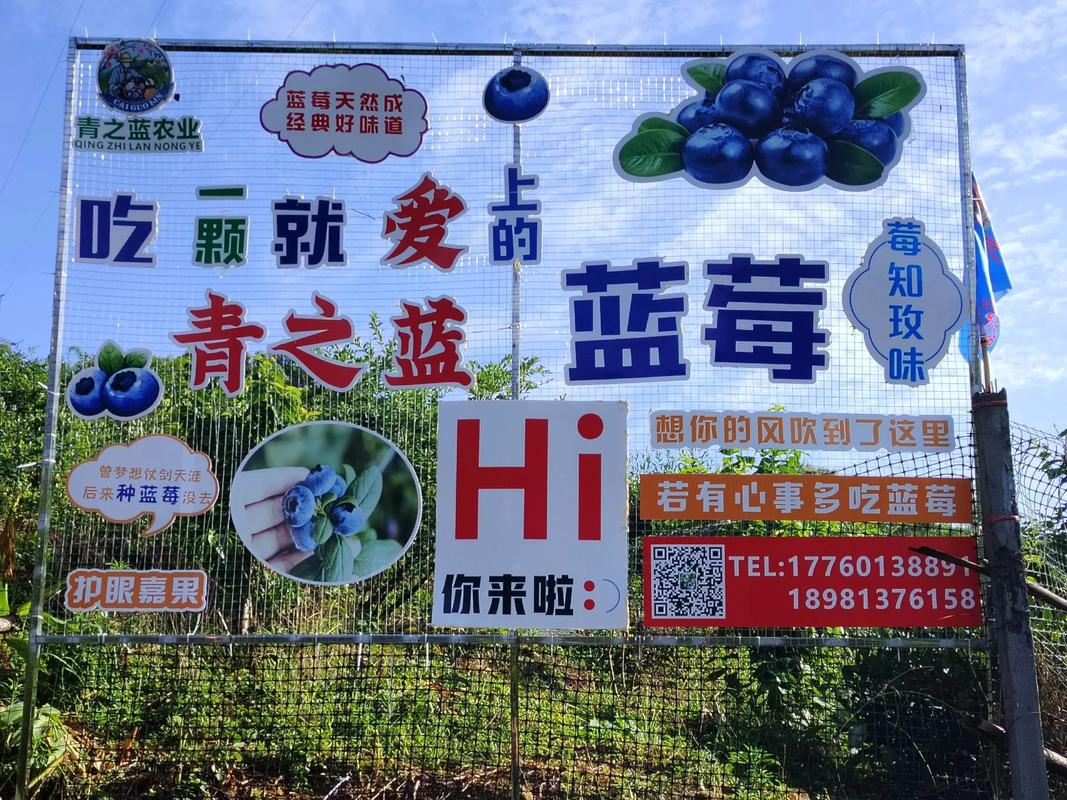 蓝莓院子手机版赚图标
