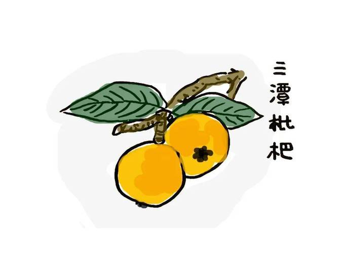 枇杷树图标