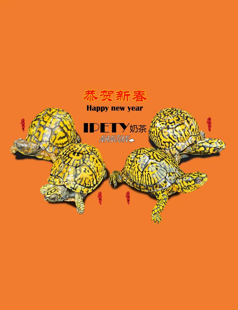 吉祥龟宠红包版图标