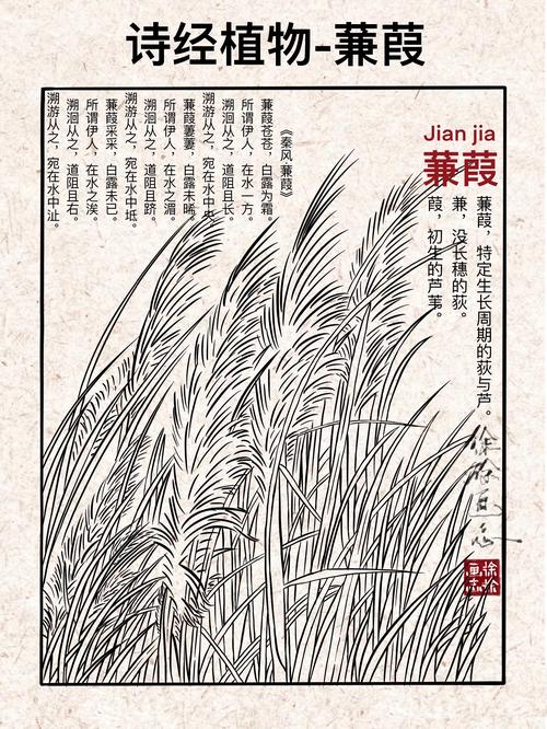 漂流地文学网蒹葭图标