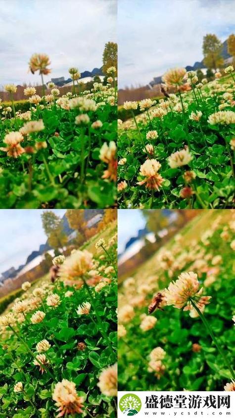 野花社区视频大全